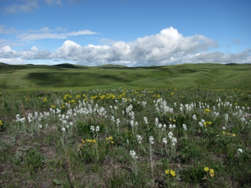 Alberta Prairie Conservation Forum