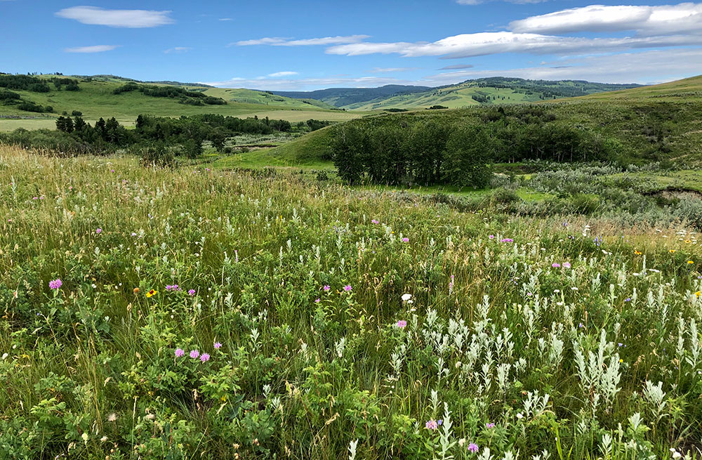 Gallery - Alberta Prairie Conservation Forum