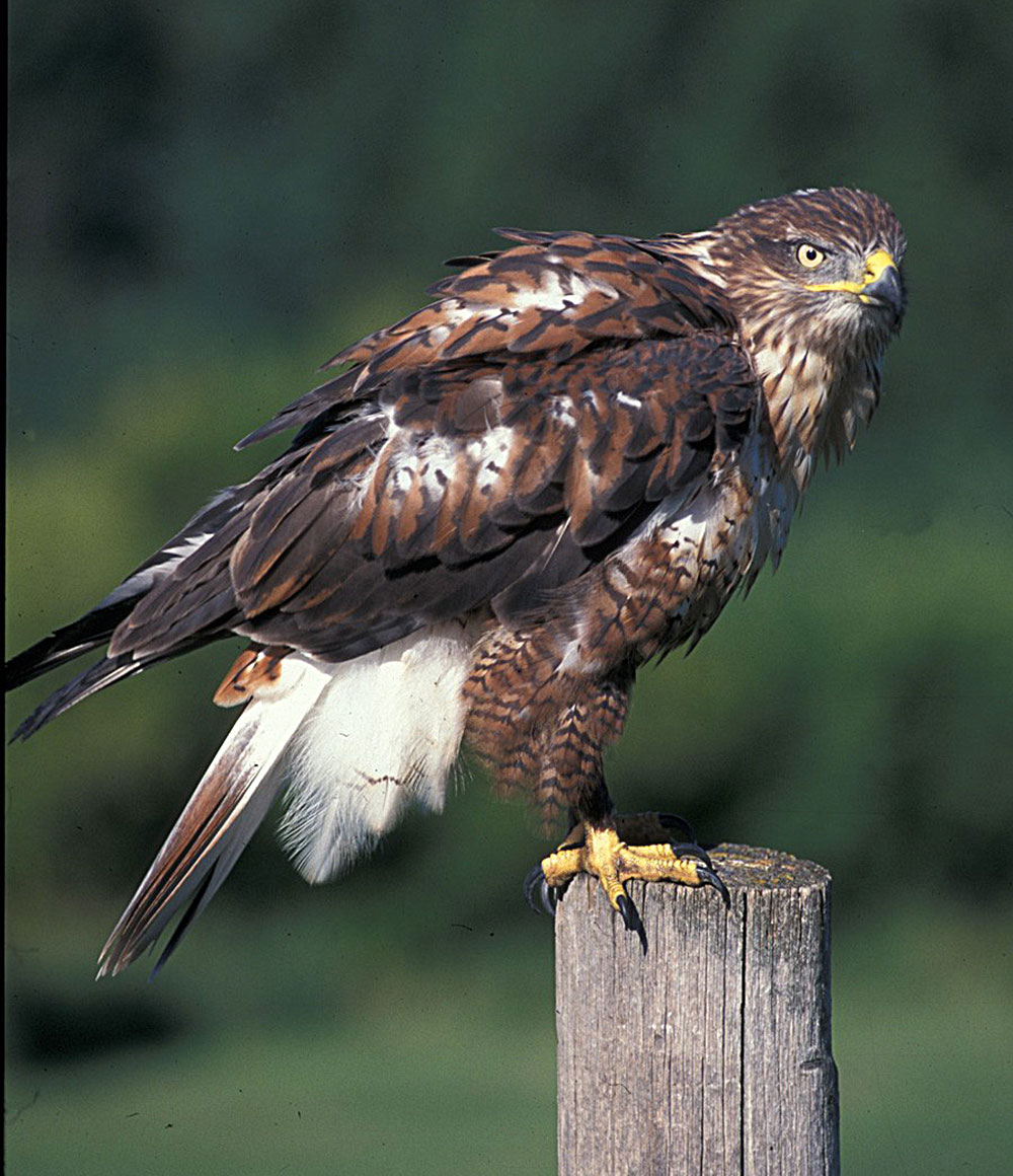 Gallery - Alberta Prairie Conservation Forum