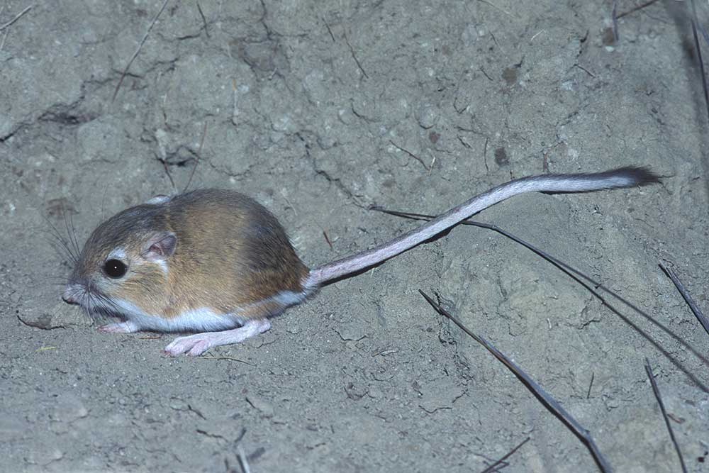 Isolated Native Prairie Habitats - Alberta Prairie Conservation Forum