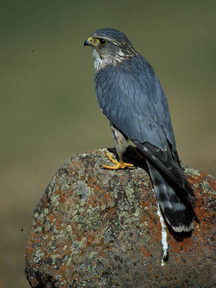 Gallery - Alberta Prairie Conservation Forum