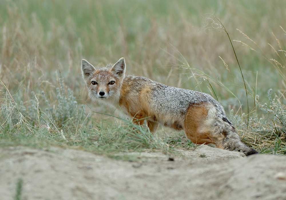 Gallery - Alberta Prairie Conservation Forum