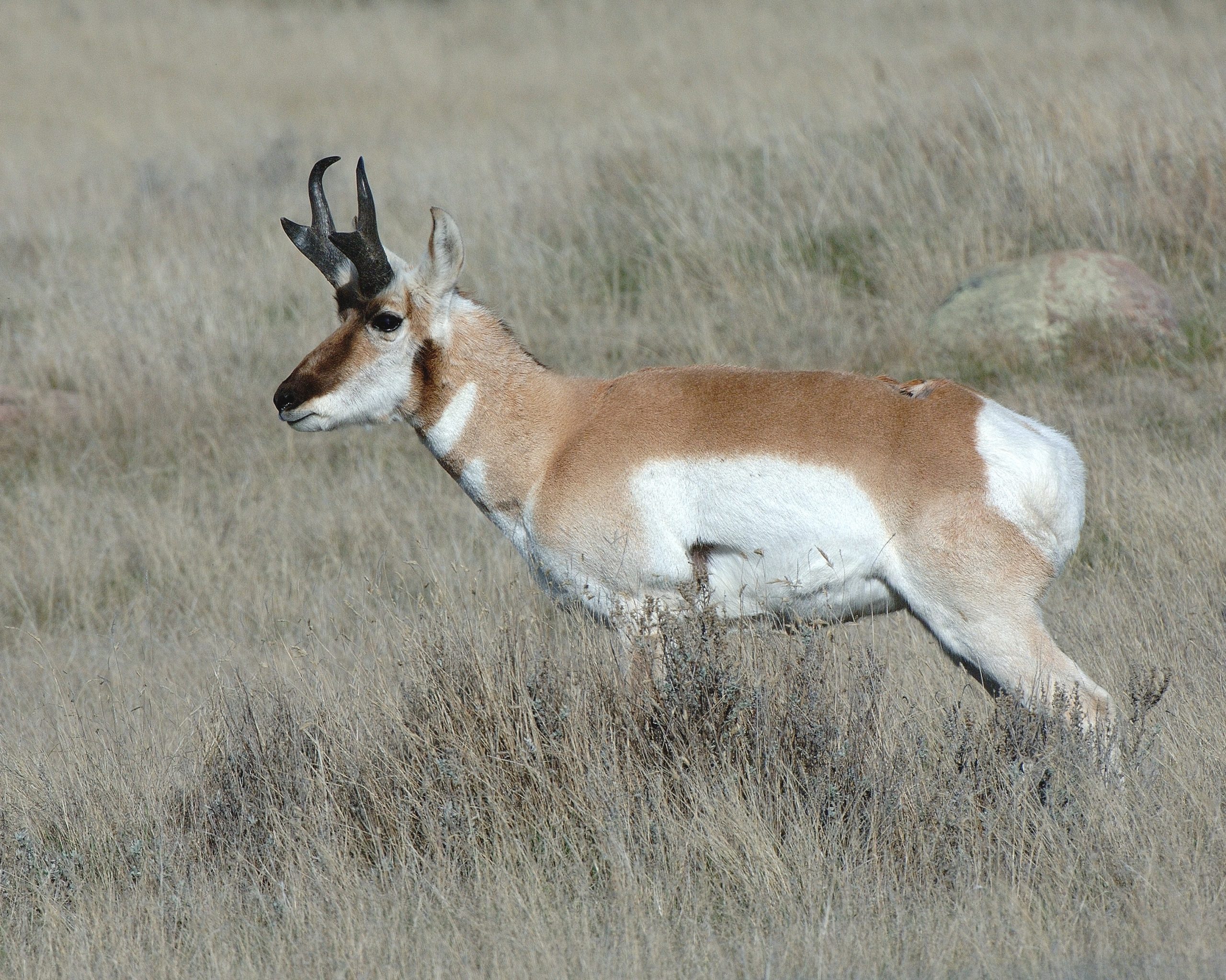 Board of Directors - Alberta Prairie Conservation Forum